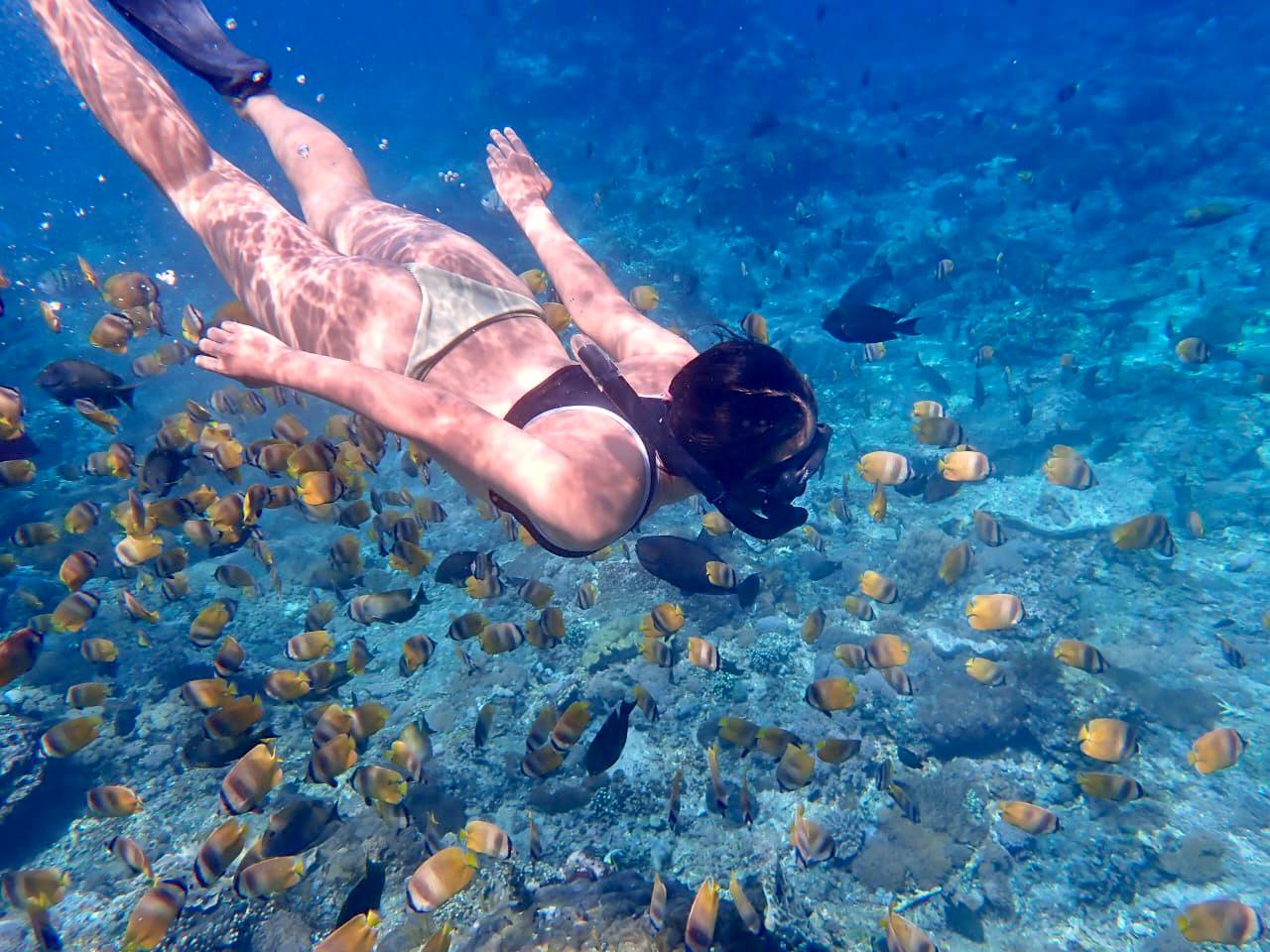 Dive into Paradise: Swimming with Manta Rays - Tropic Tripper